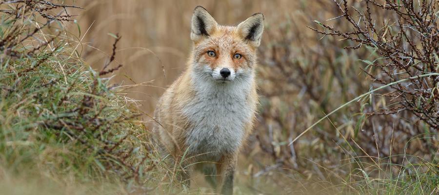 Guide | Rutland Electric Fencing